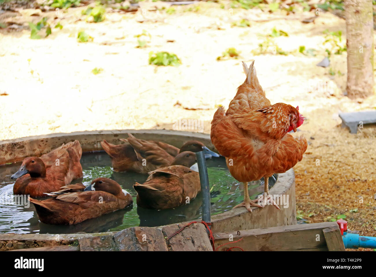Chickens and ducks freedom on an organic farm Stock Photo - Alamy
