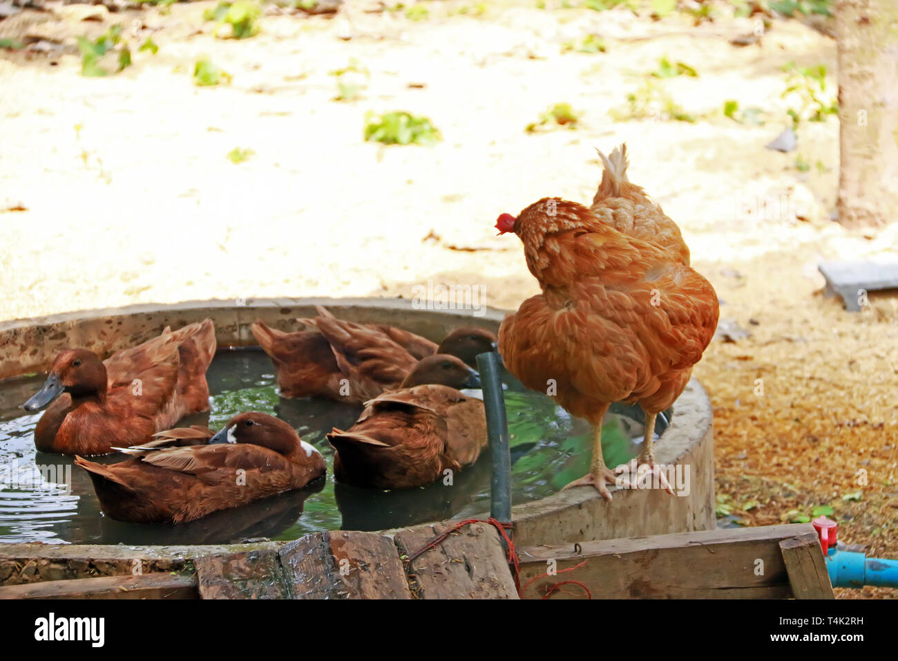 Chickens and ducks freedom on an organic farm Stock Photo - Alamy