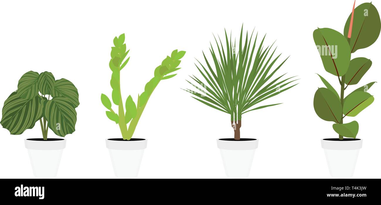Various potted houseplants. Garden potted plants. Vector set potted ...