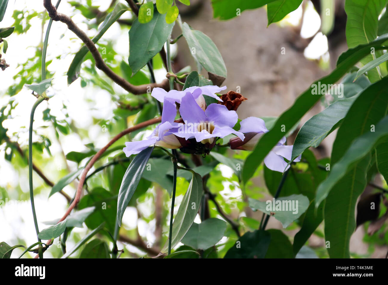 Fresh purple flower hi-res stock photography and images - Alamy