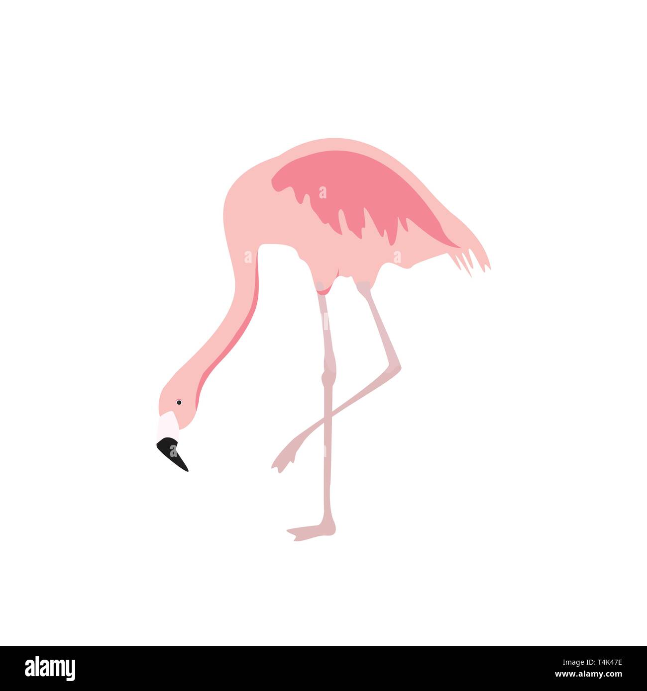 Vector illustration pink flamingo. Exotic bird. Cool flamingo ...