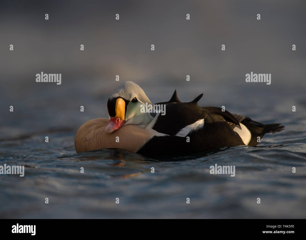 King eider images hi-res stock photography and images - Alamy