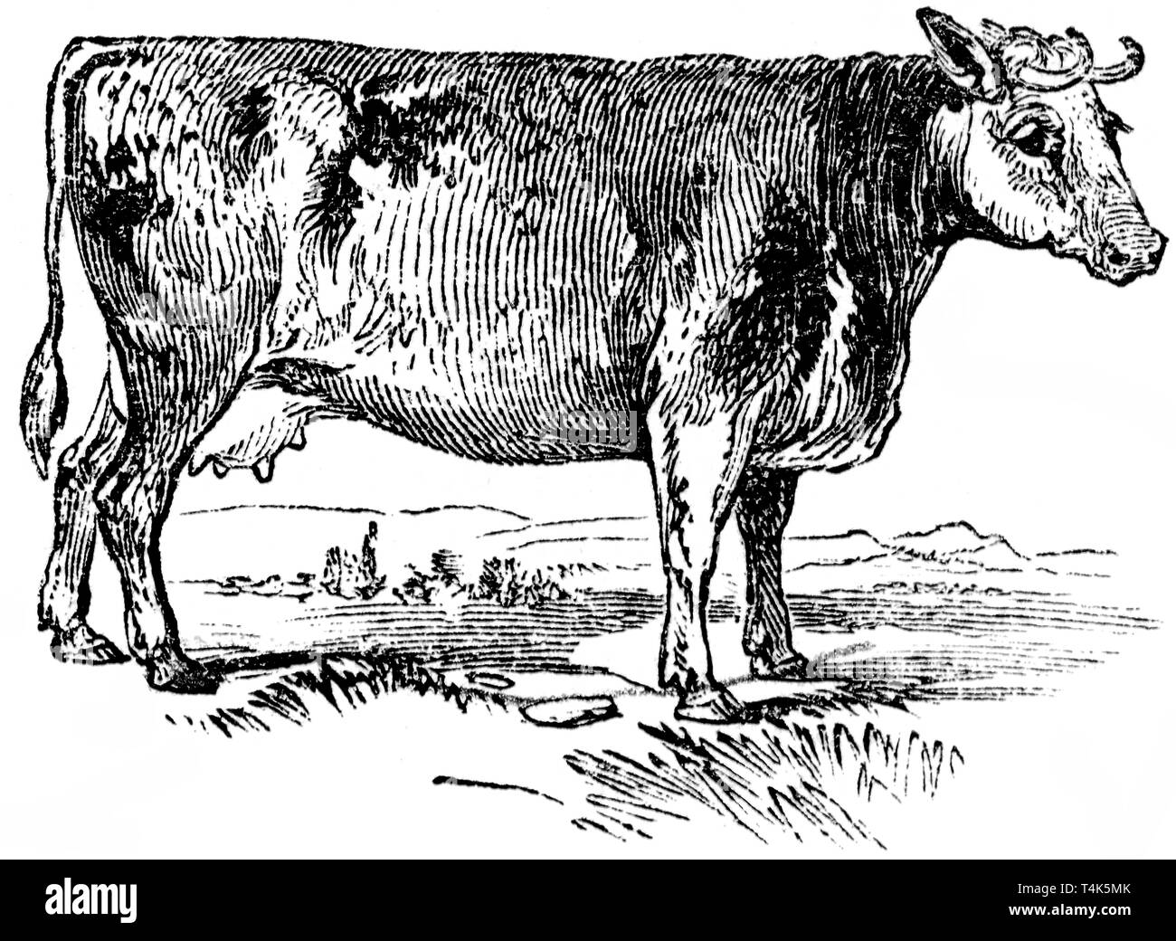 Durham shorthorn cattle hi-res stock photography and images - Alamy