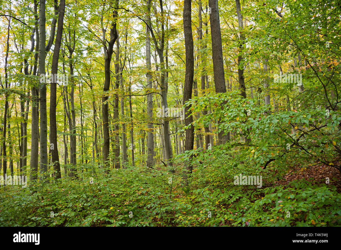 Beech and oak forest in the Vienna Woods in autumn with different age ...