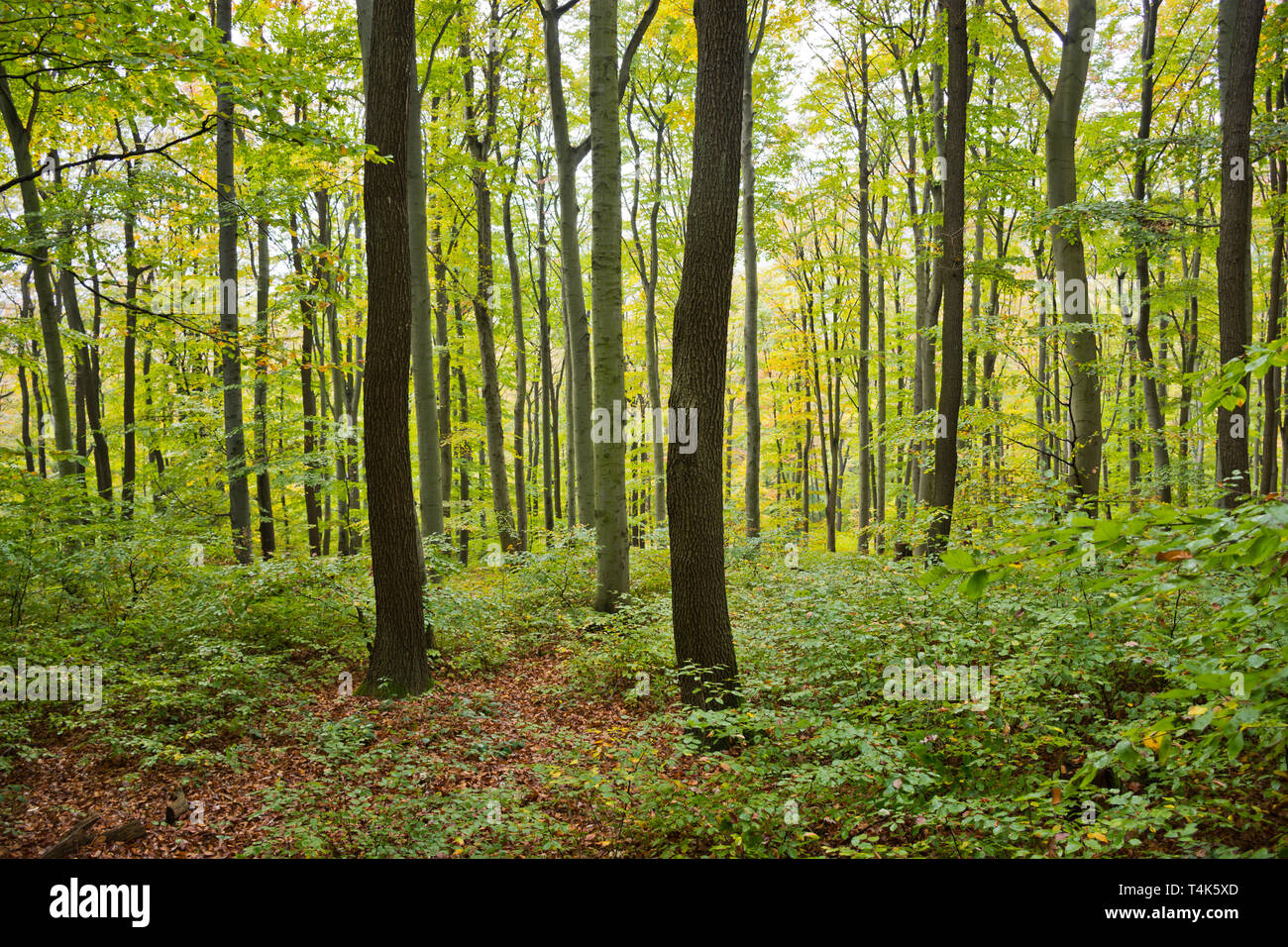 Beech and oak forest in the Vienna Woods in autumn with different age ...