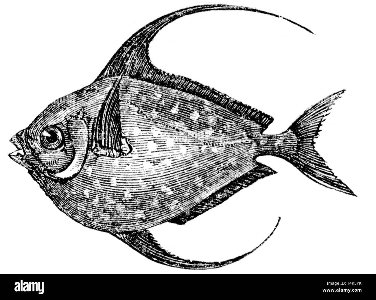 Lampriformes Black and White Stock Photos & Images - Alamy