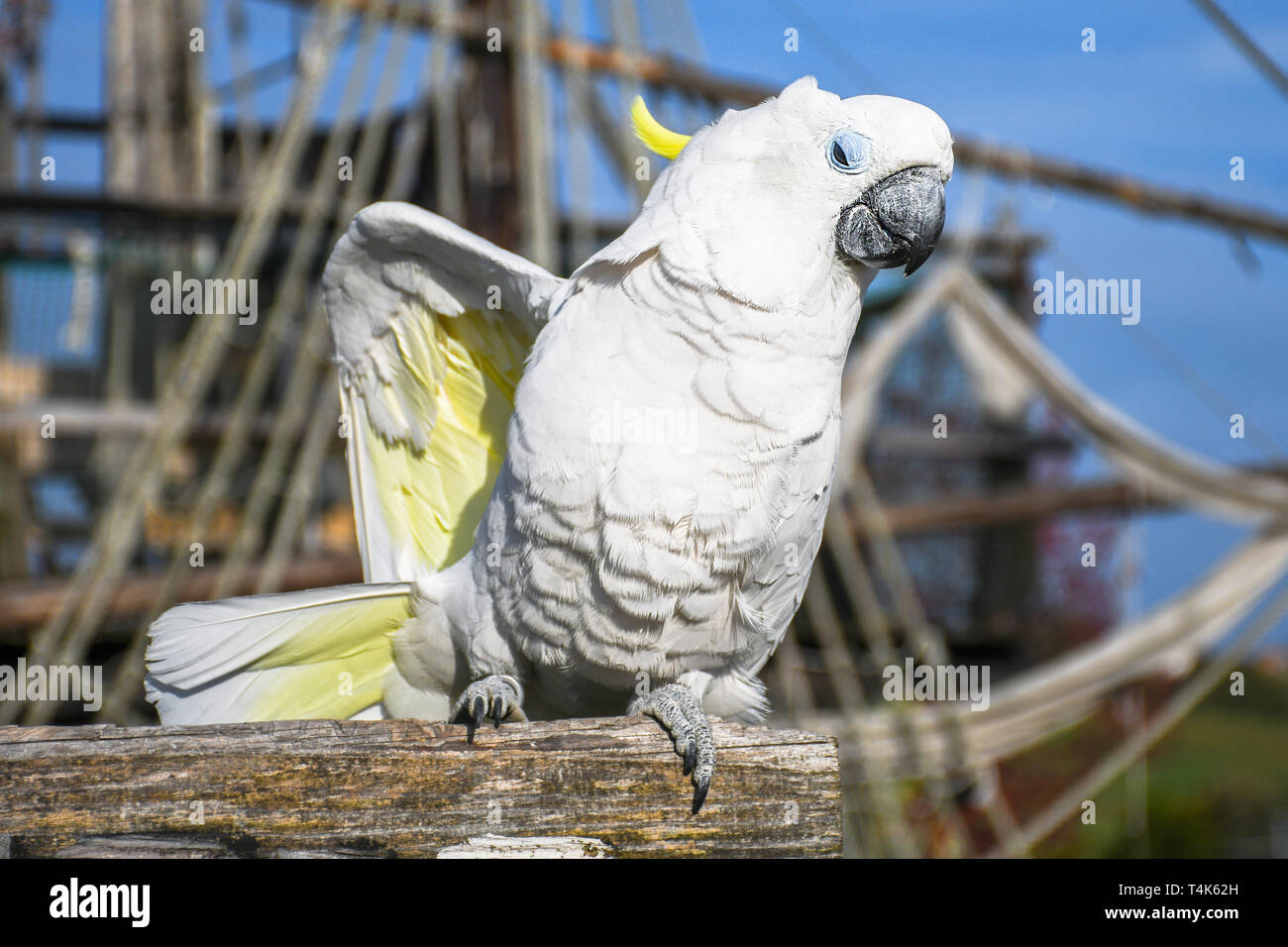 White yellow crested Cockatoo, Cacatua galerita, standing and dancing ...
