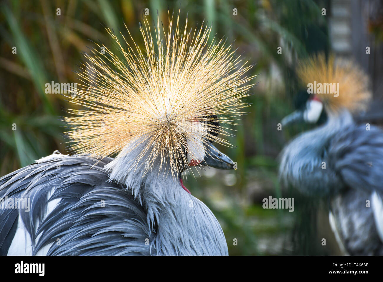 Head shot of a grey crowned crane with a big beautiful shiny crest shot ...