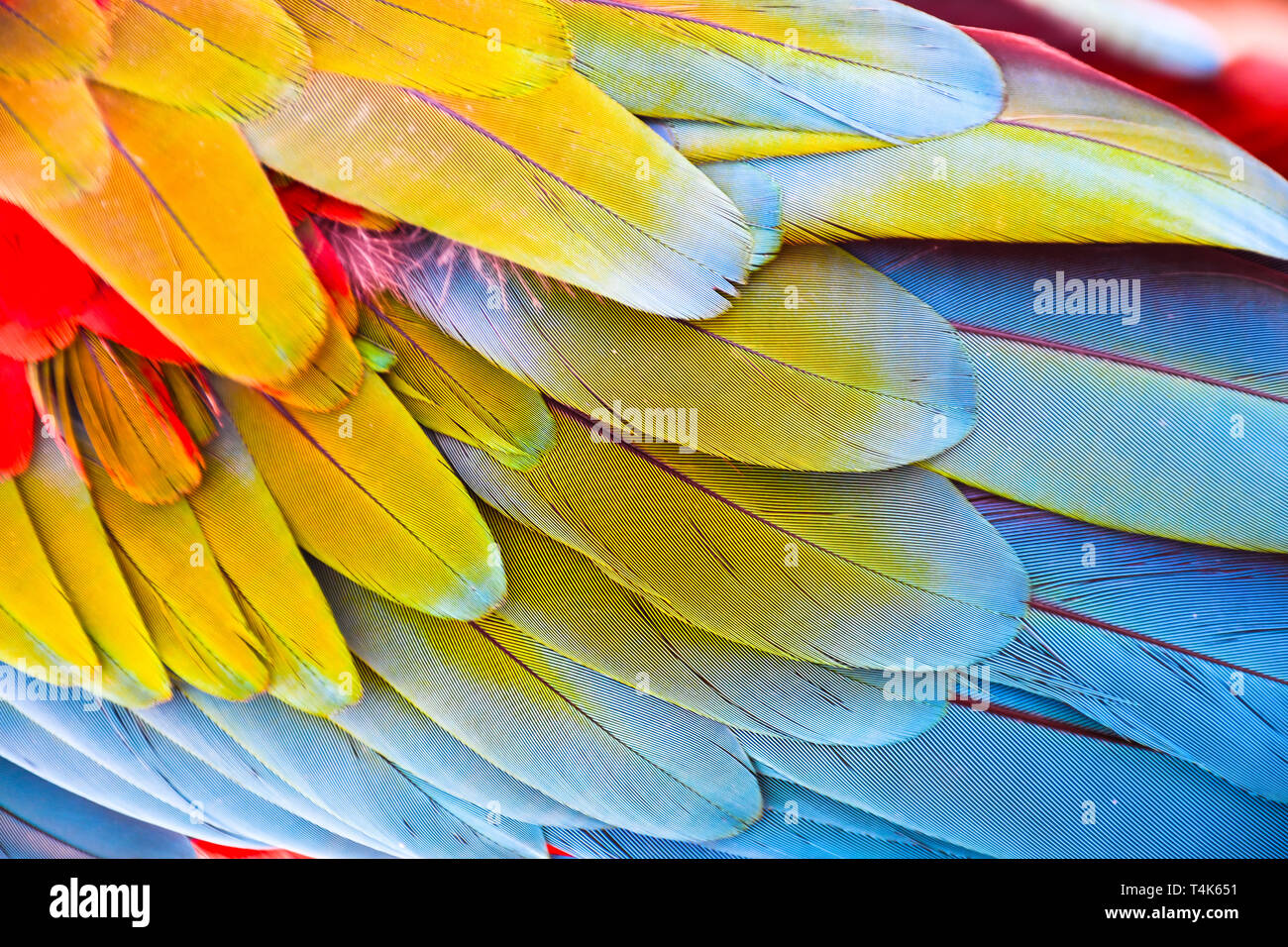 Parrot Feathers Close Up