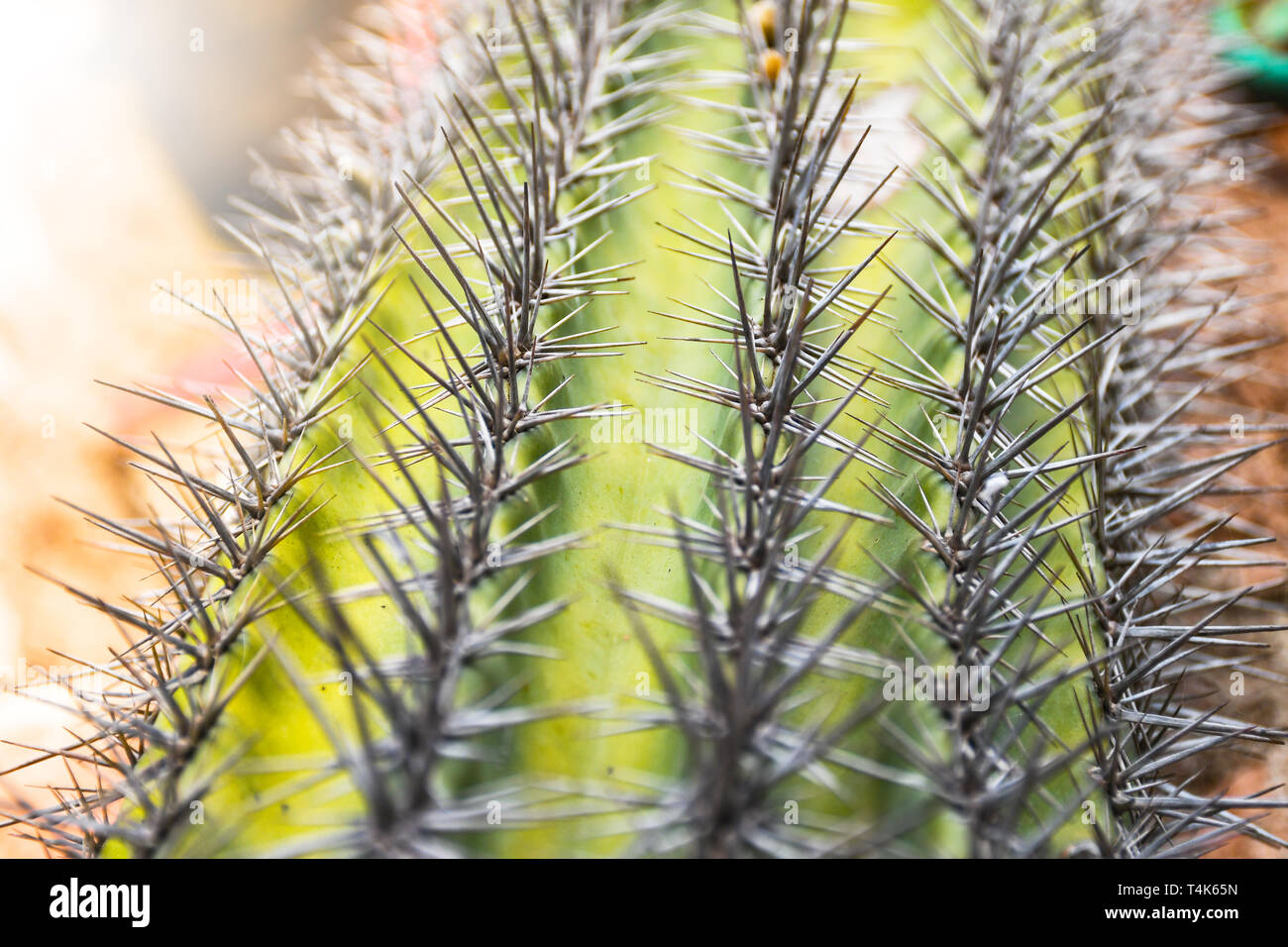 Green rounded mexico cactus pattern with sharp spikes in front of the ...