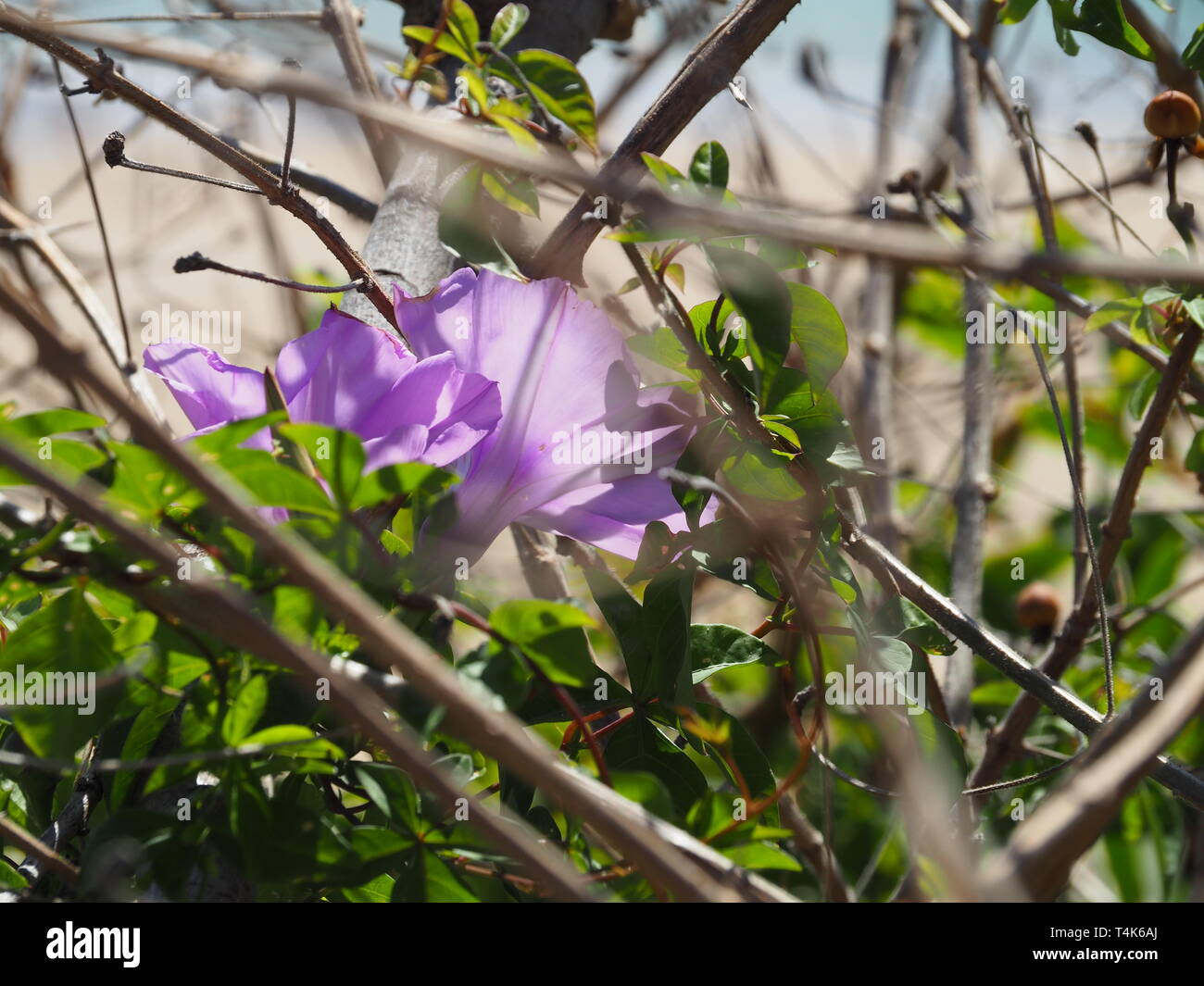 Railroad vine ipomoea pes caprae hi-res stock photography and images ...