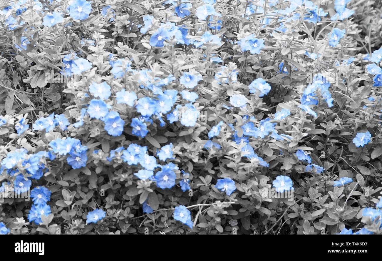 Selective colour. Monochrome grey foliage with blue flowers and leaves ...