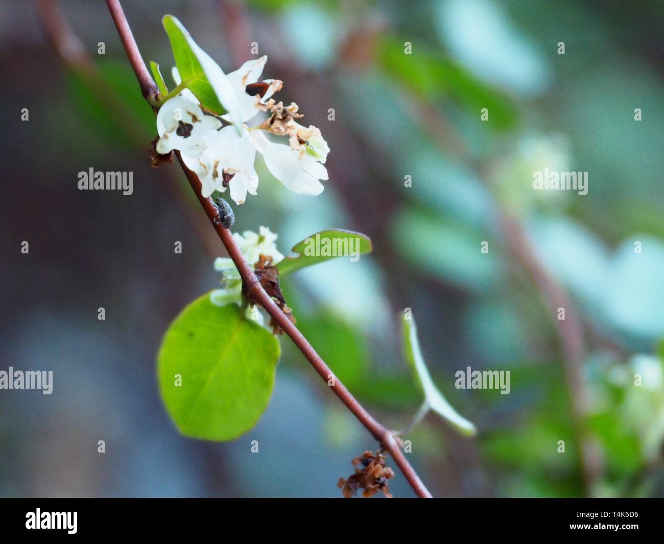 Bug crawling along a plant vine Stock Photo - Alamy