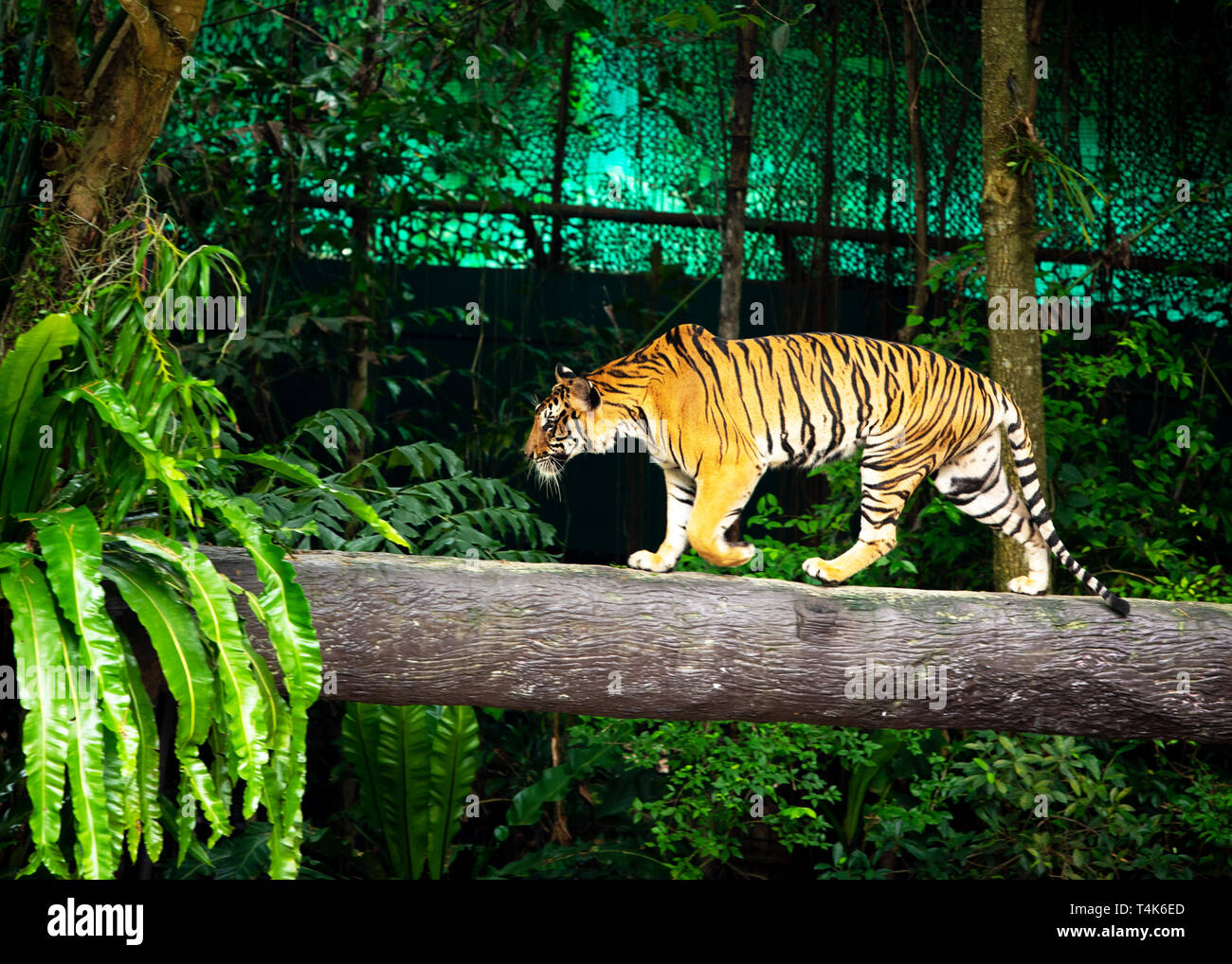 Walking sumatran tiger panthera tigris hi-res stock photography and ...