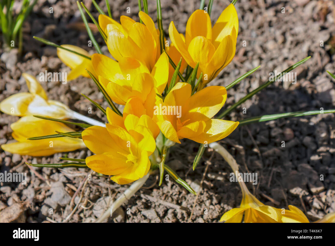 Young sprouts of yellow spring crocus flowers on a bed Stock Photo - Alamy