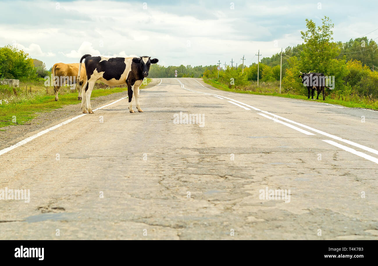 Live cars hi-res stock photography and images - Alamy