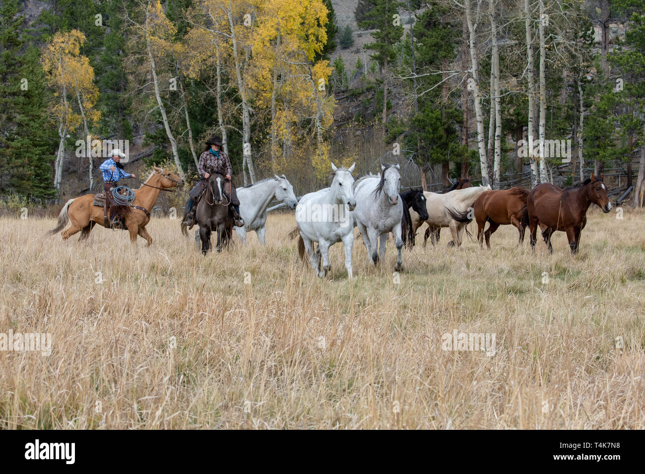 Wyoming cowboys hi-res stock photography and images - Alamy