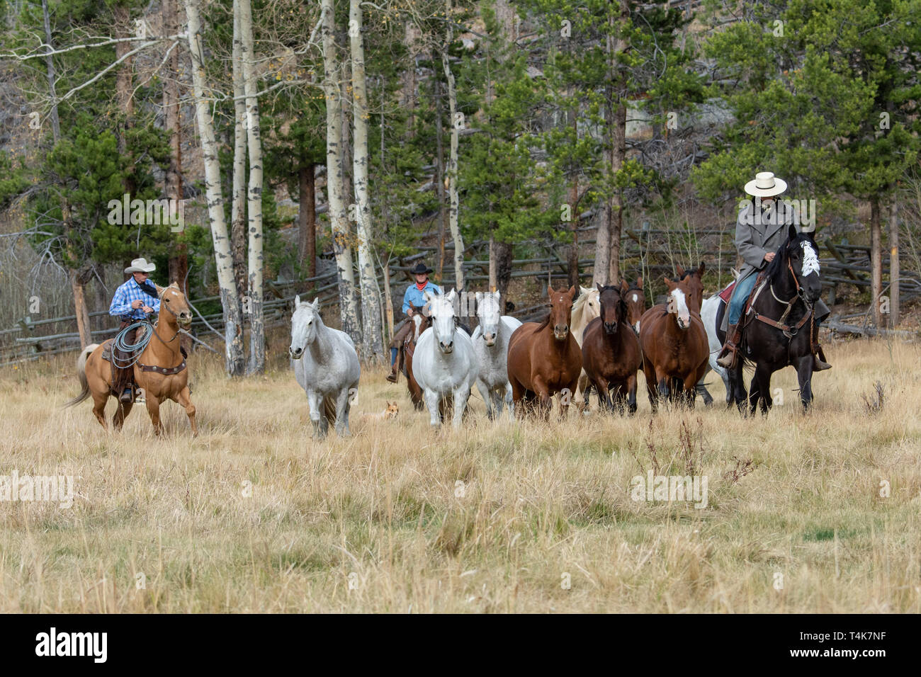 American cowboys herd horses hi-res stock photography and images - Alamy