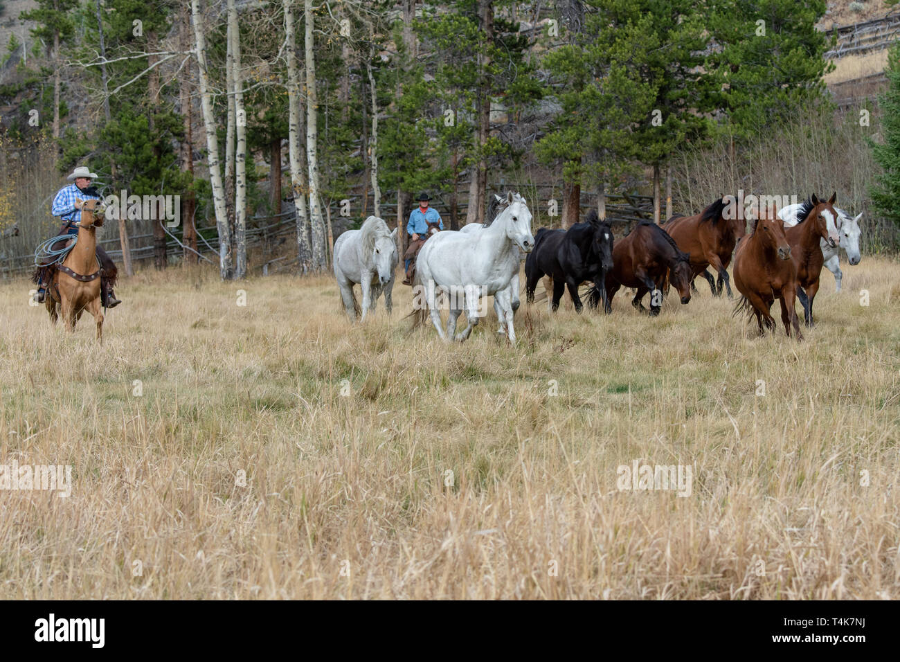 Wyoming cowboys hi-res stock photography and images - Alamy
