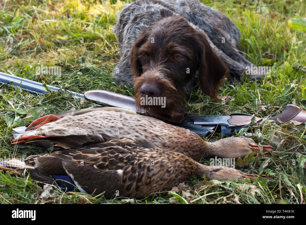 German ducks hi-res stock photography and images - Alamy