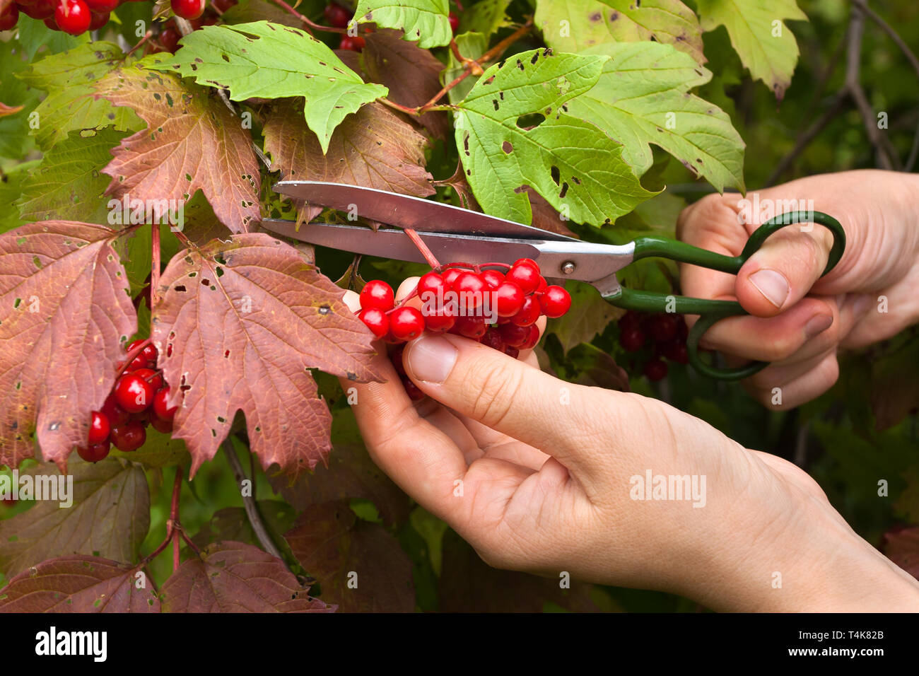 pruning the berries from the snowball tree scissors Stock Photo - Alamy