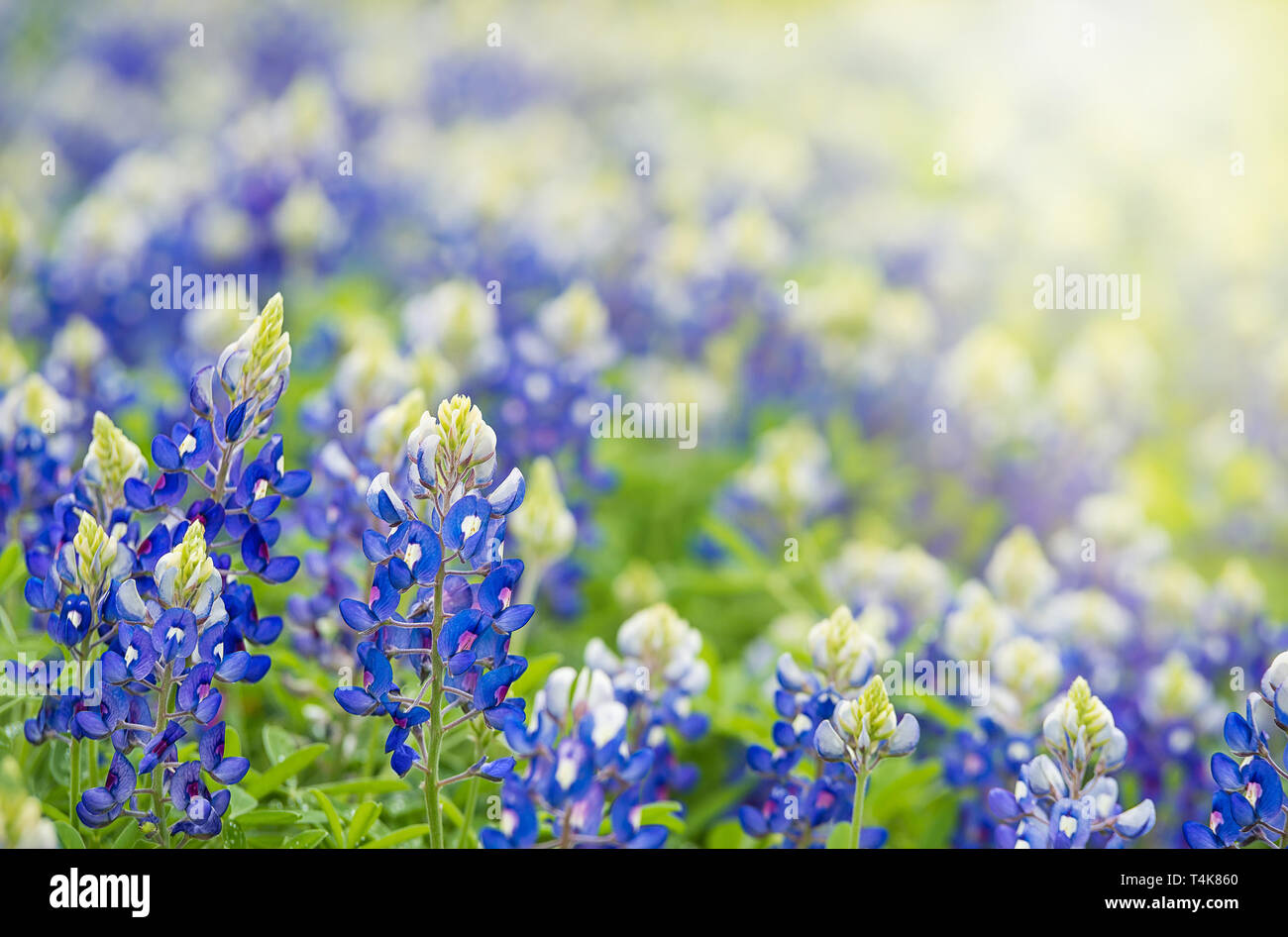 Texas Bluebonnet (Lupinus texensis) flowers blooming in springtime ...