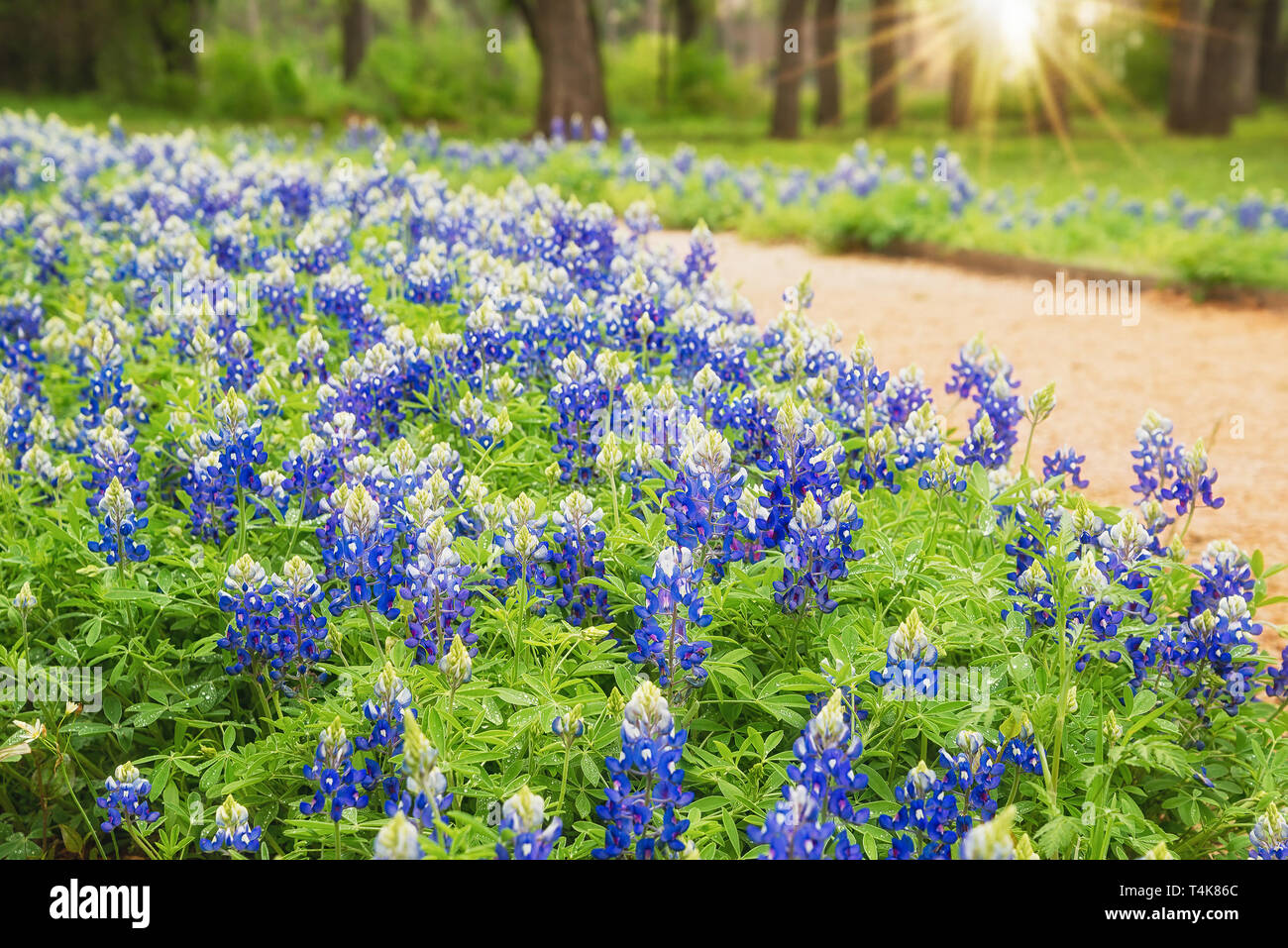 Texas Bluebonnet (Lupinus texensis) flowers blooming along a trail on a ...