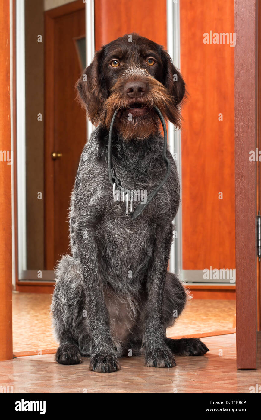 the dog brought a collar in his teeth, for a walk Stock Photo - Alamy