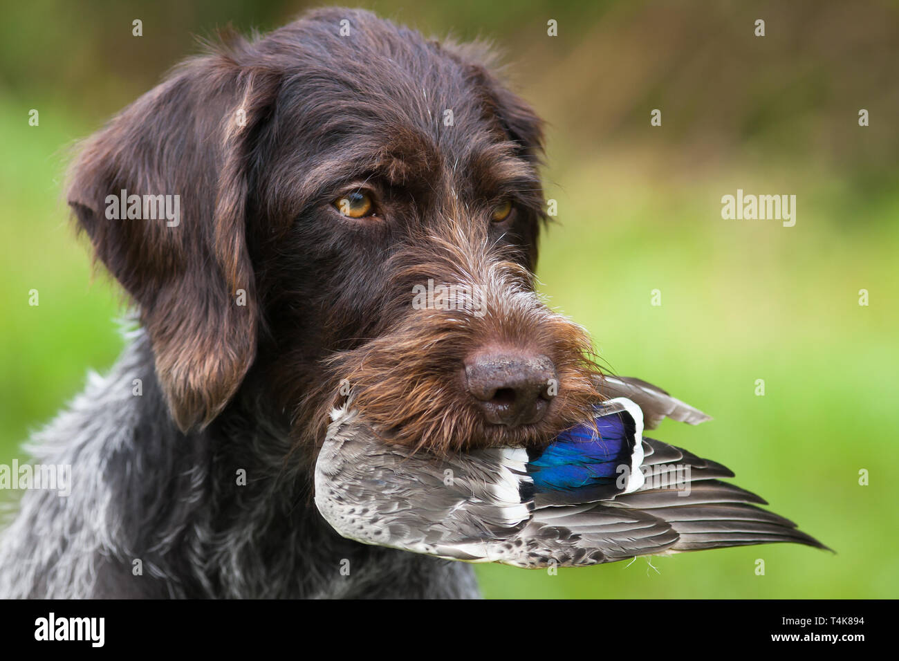 dog holding duck wing in teeth, close up Stock Photo - Alamy
