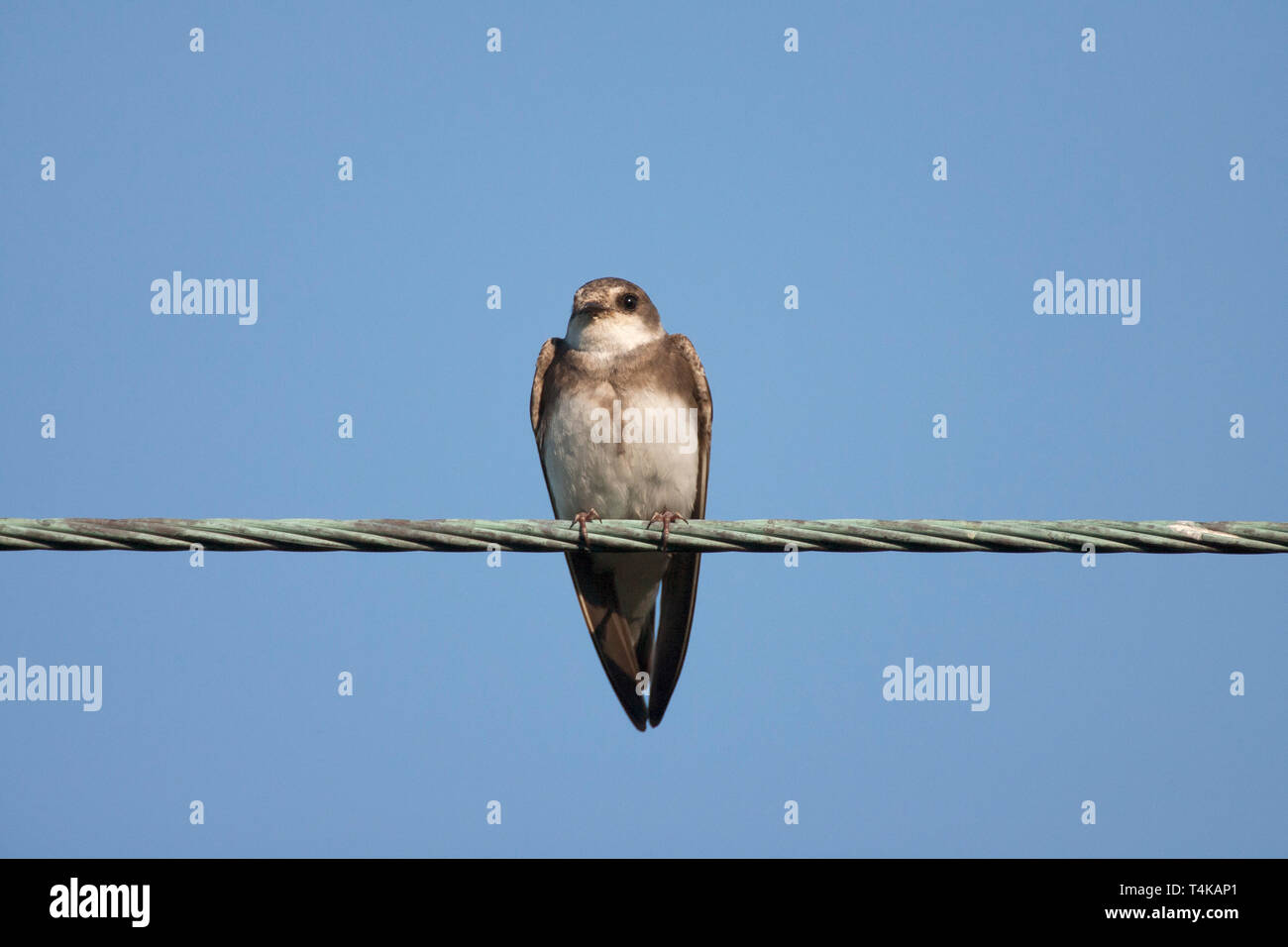 Riparia riparia hirundines hi-res stock photography and images - Alamy