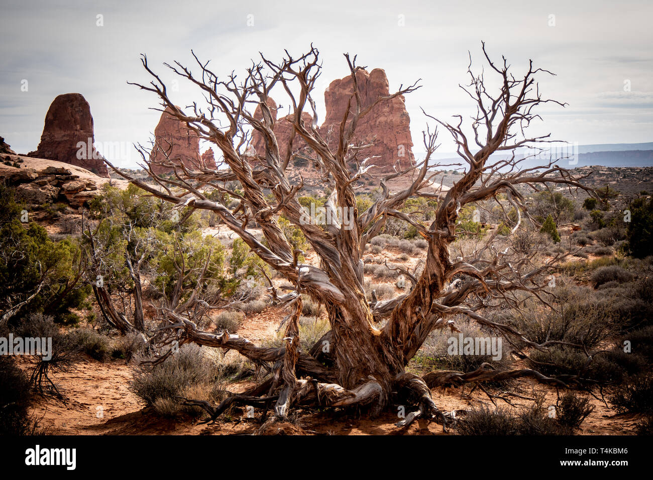 Dry vegetation at Arches National Park in the desert of Utah Stock ...