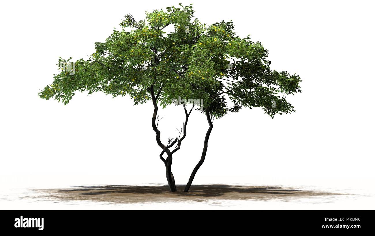 lemon tree with fruits - isolated on white background Stock Photo - Alamy