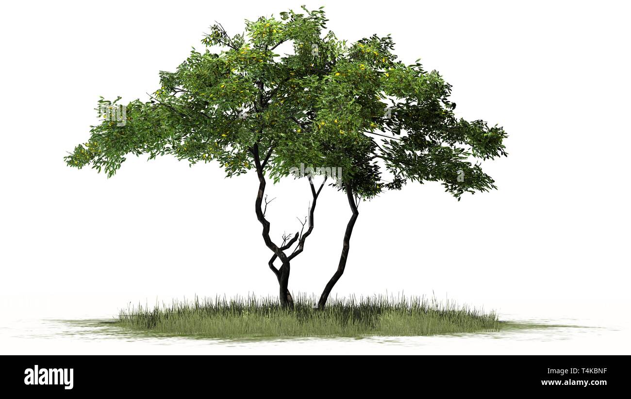 lemon tree with fruits - isolated on white background Stock Photo - Alamy