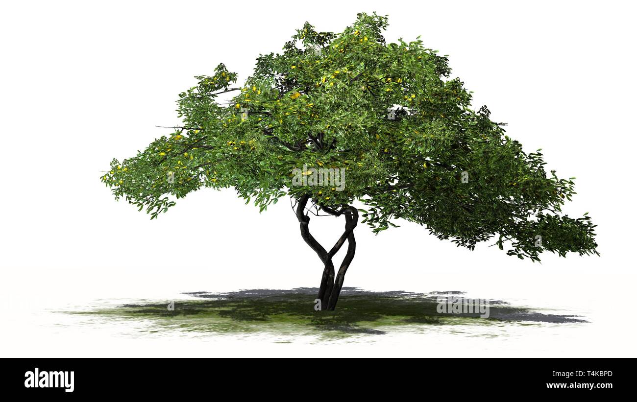 lemon tree with fruits - isolated on white background Stock Photo - Alamy