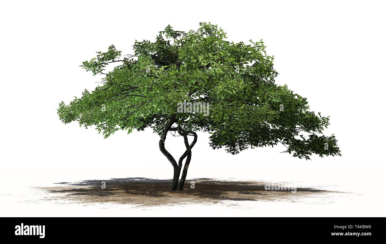 lemon tree - isolated on white background Stock Photo - Alamy