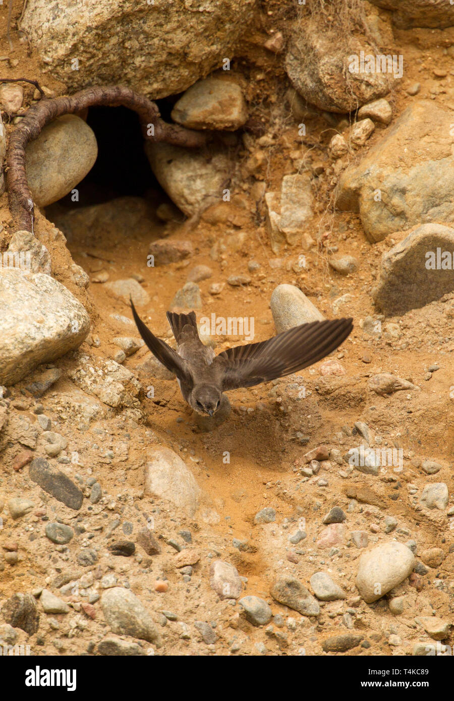 Sand martin uk nest hole hi-res stock photography and images - Alamy