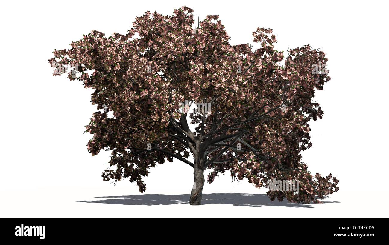 peach tree with blossoms - separated on white background Stock Photo ...