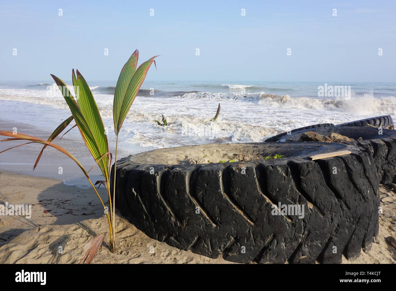 Fragile plant hi-res stock photography and images - Alamy
