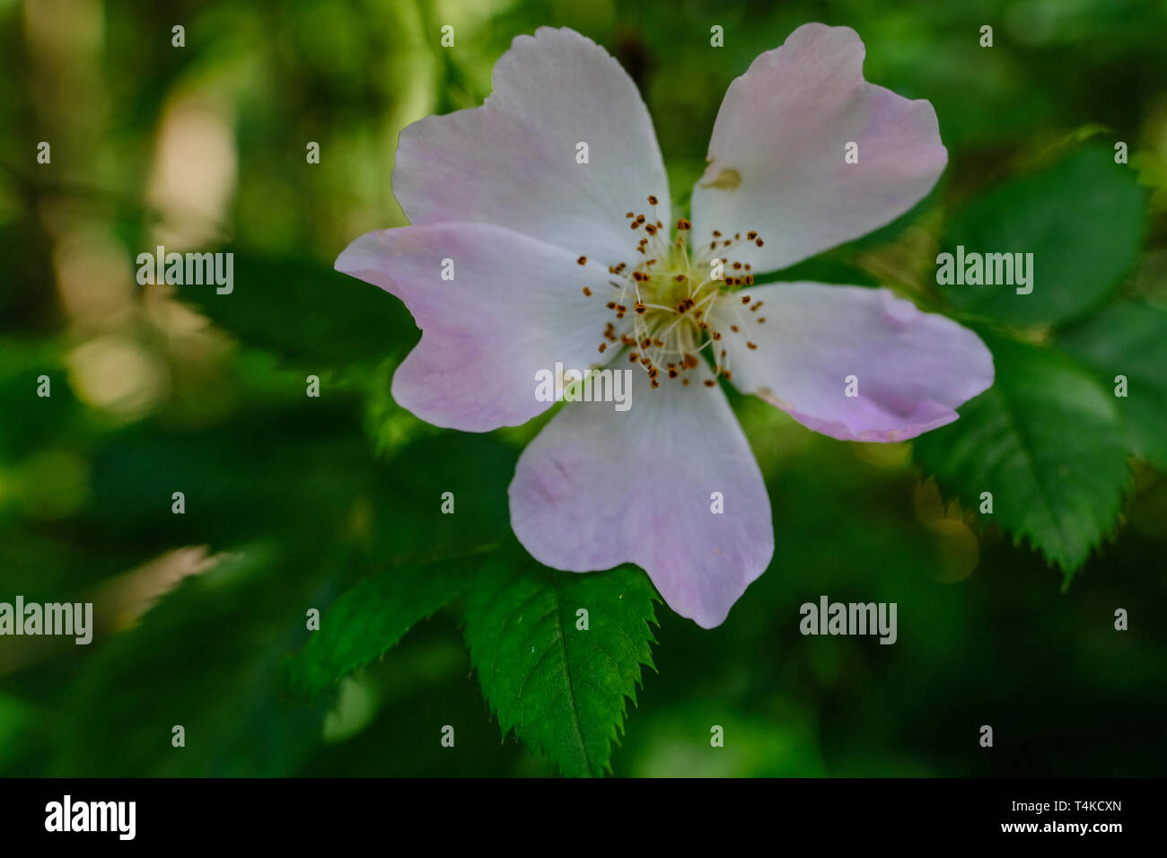 Closeup of a wild dog rose, a delicate pink flower with green foliage ...
