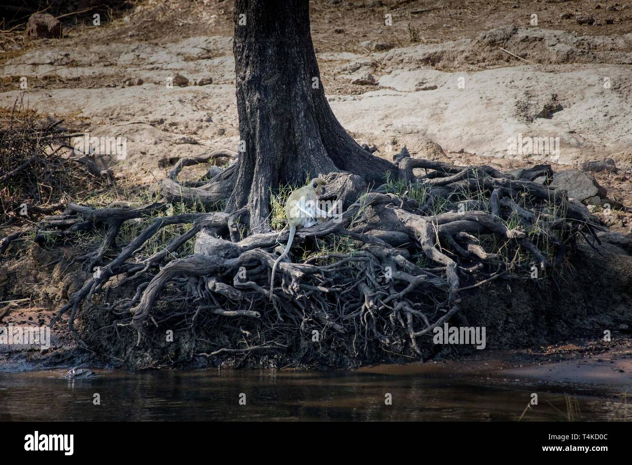 Vervet monkey eating sugar cane sat on tree roots by river, Chobe ...