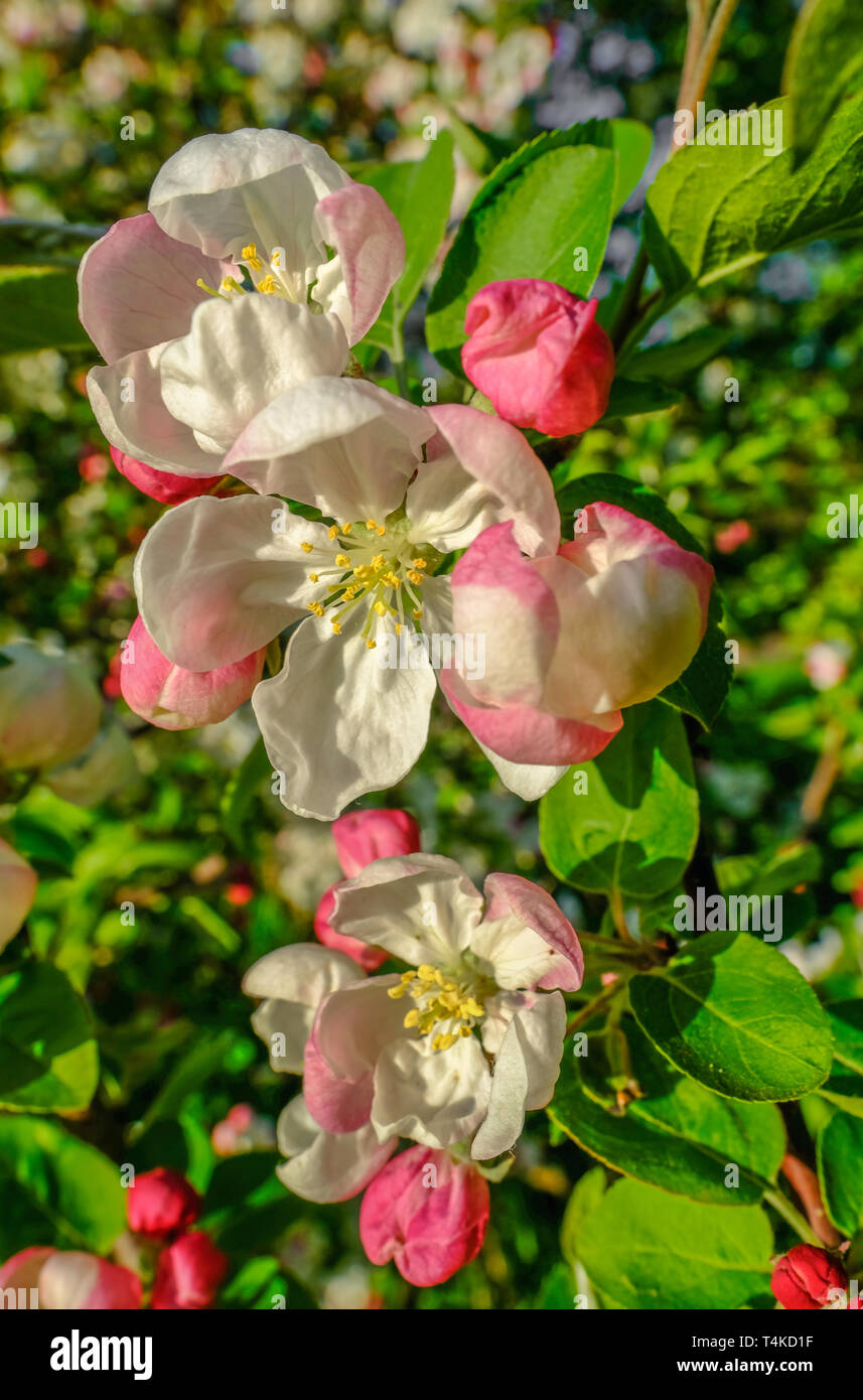 Cherry blossom uk view hi-res stock photography and images - Alamy