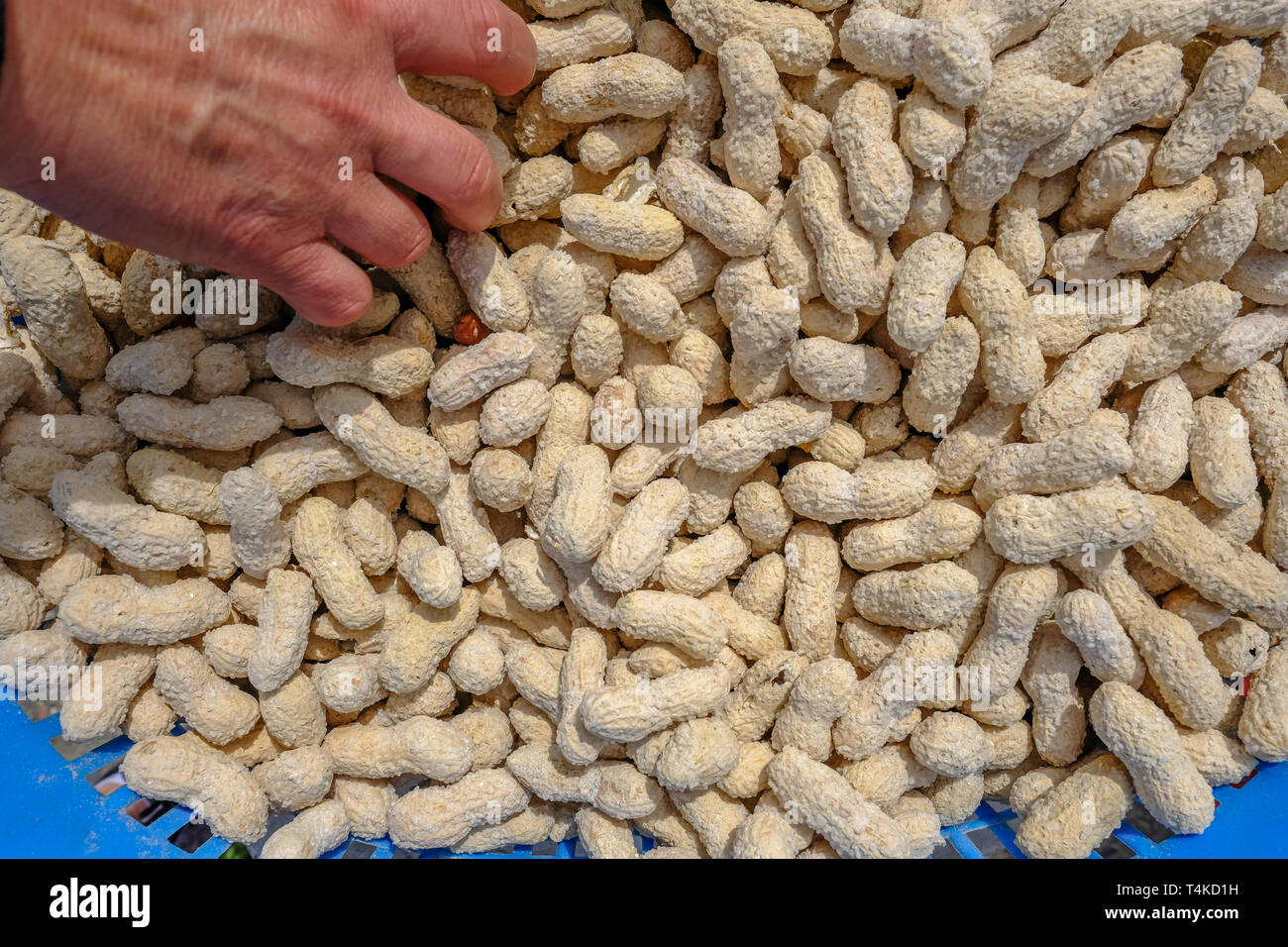 Peanuts in their shells and salted. Cypriot snack with a hand reaching ...
