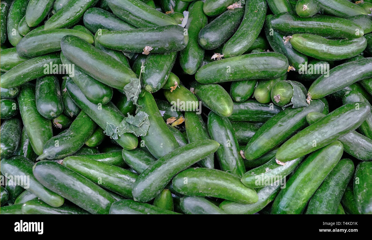 Small green slicing cucumbers at the market. Cruchy and firm ready for ...