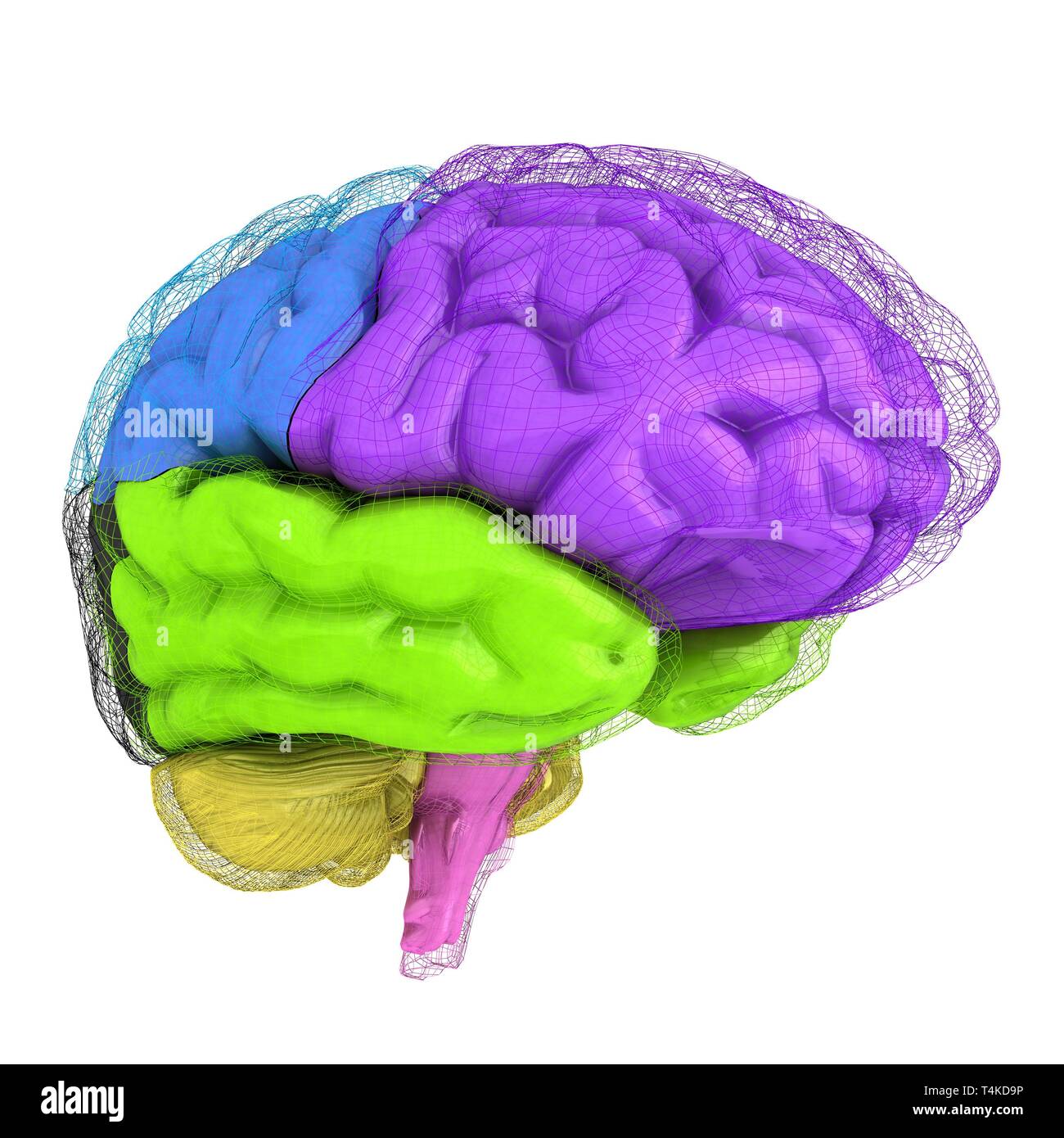Creative concept of the human brain Stock Photo - Alamy