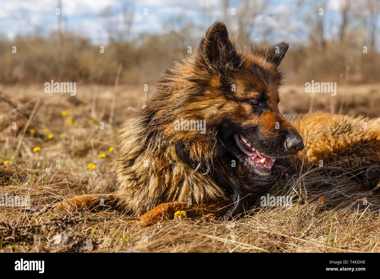 German shepherd dog spring hi-res stock photography and images - Alamy