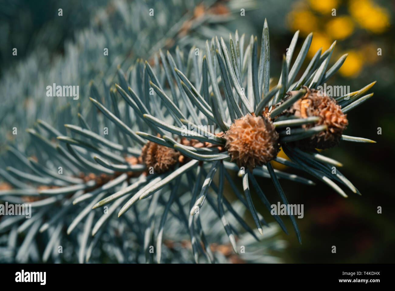 Branches of blue fir tree. Background Stock Photo - Alamy