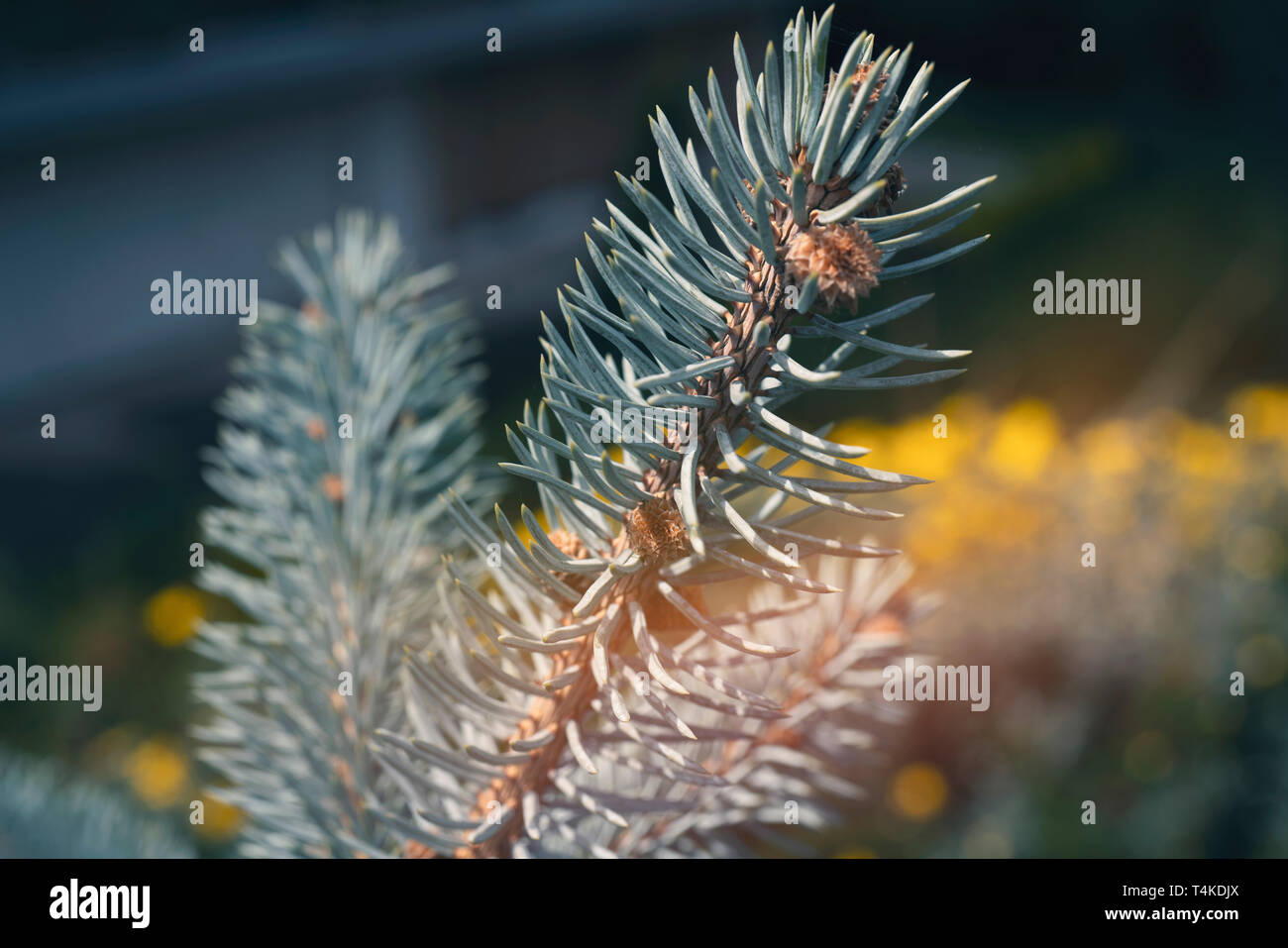 Branches of blue fir tree. Background Stock Photo - Alamy