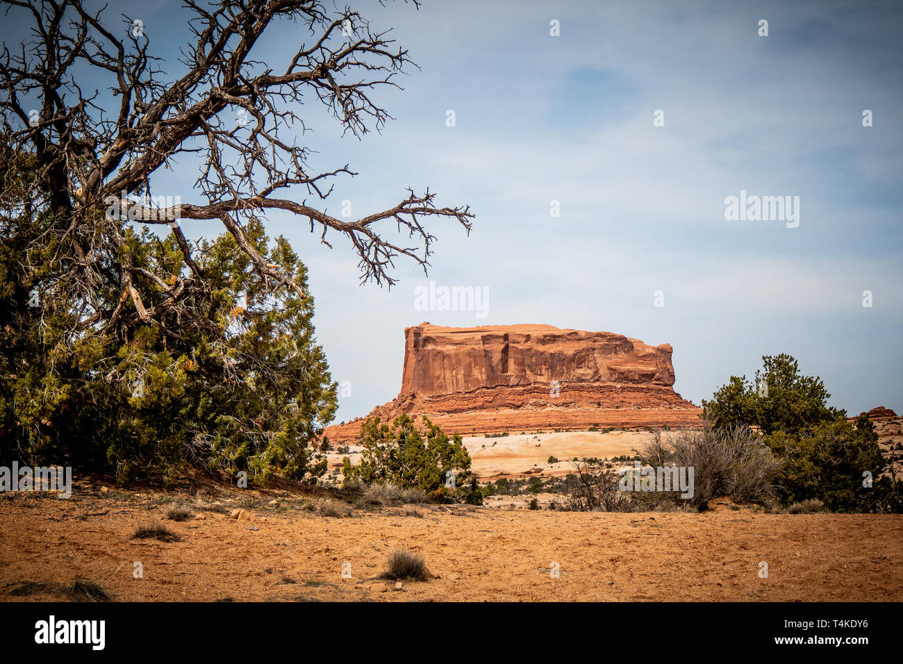 Amazing landscape and vegetation in the desert of Utah Stock Photo - Alamy