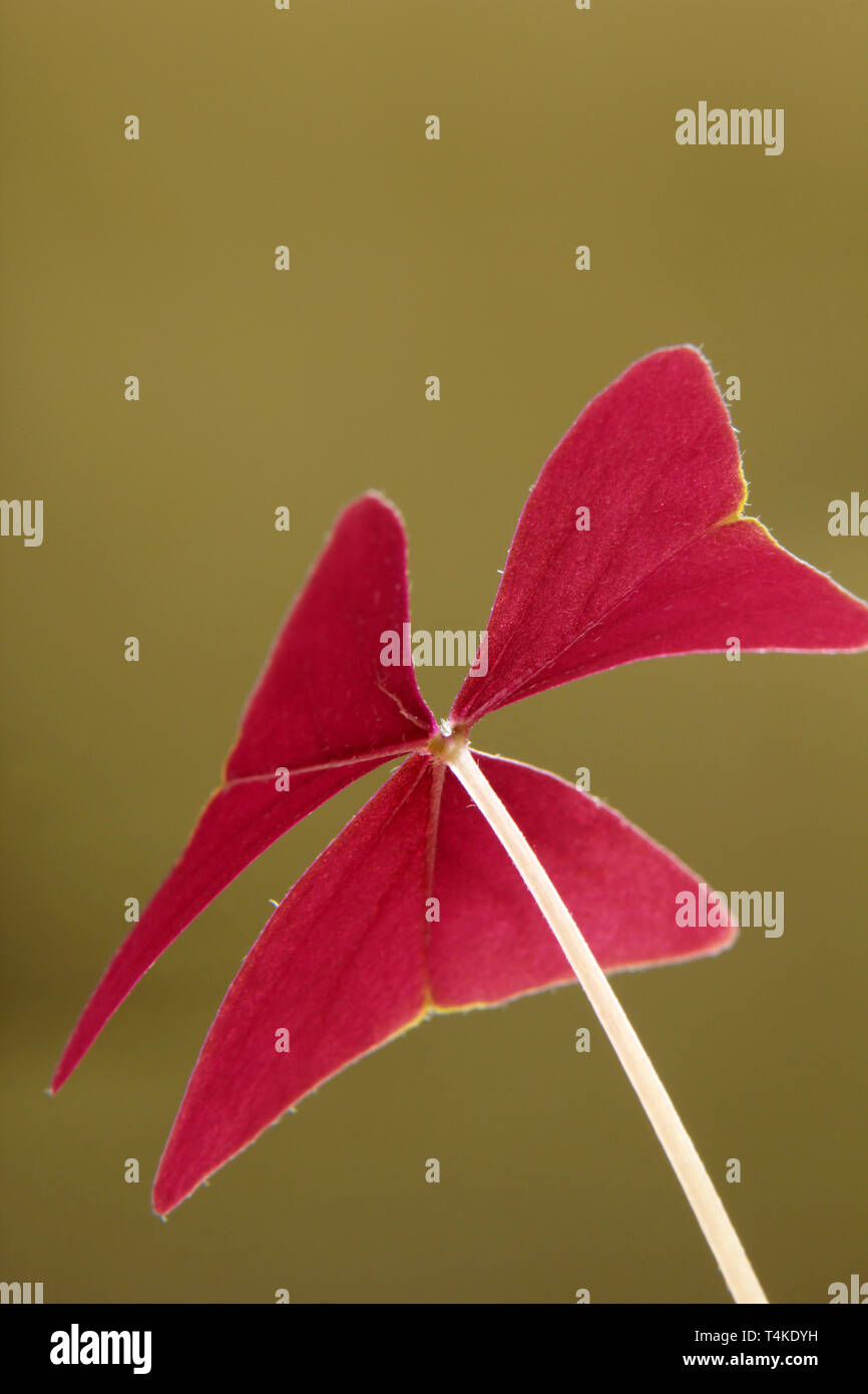 Red Clover, Oxalis triangularis Stock Photo - Alamy