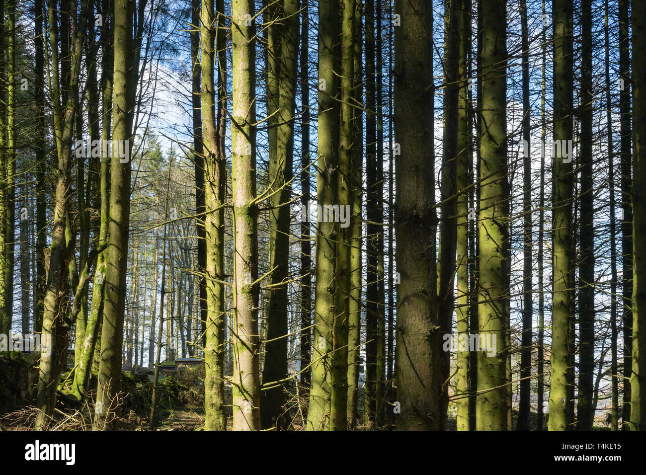Tall trunks hi-res stock photography and images - Alamy